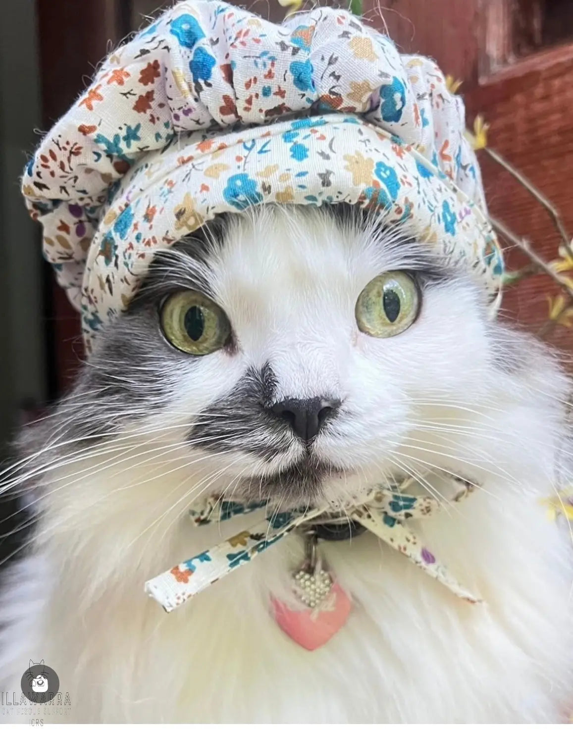 Archie McPhee – Cat Bonnet - Illawarra Cat Rescue Support Shop