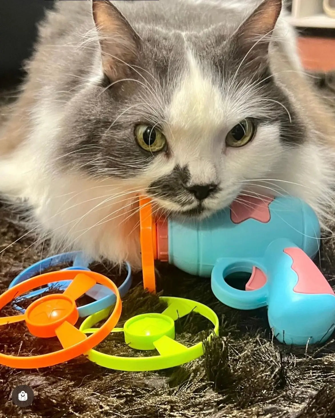 Helicopter Flying Disc Chaser Toy - Illawarra Cat Rescue Support Shop ...